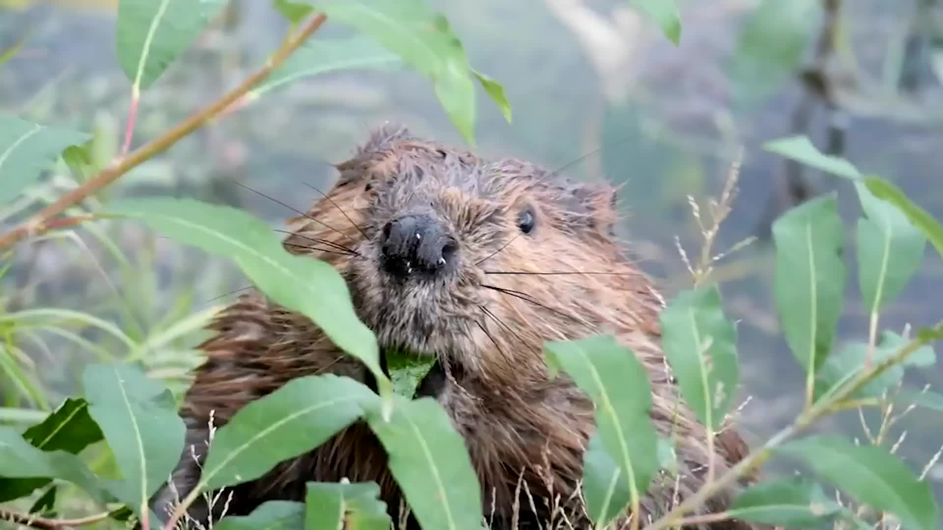Beavers Heading North as Arctic Permafrost Disappears - Videos from The ...
