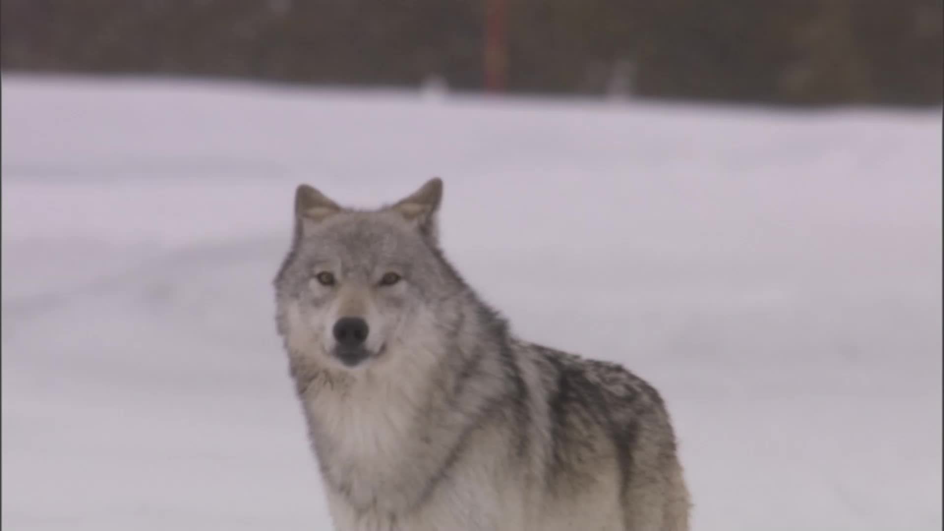 Hunters Kill 20 Yellowstone Wolves - Videos from The Weather Channel