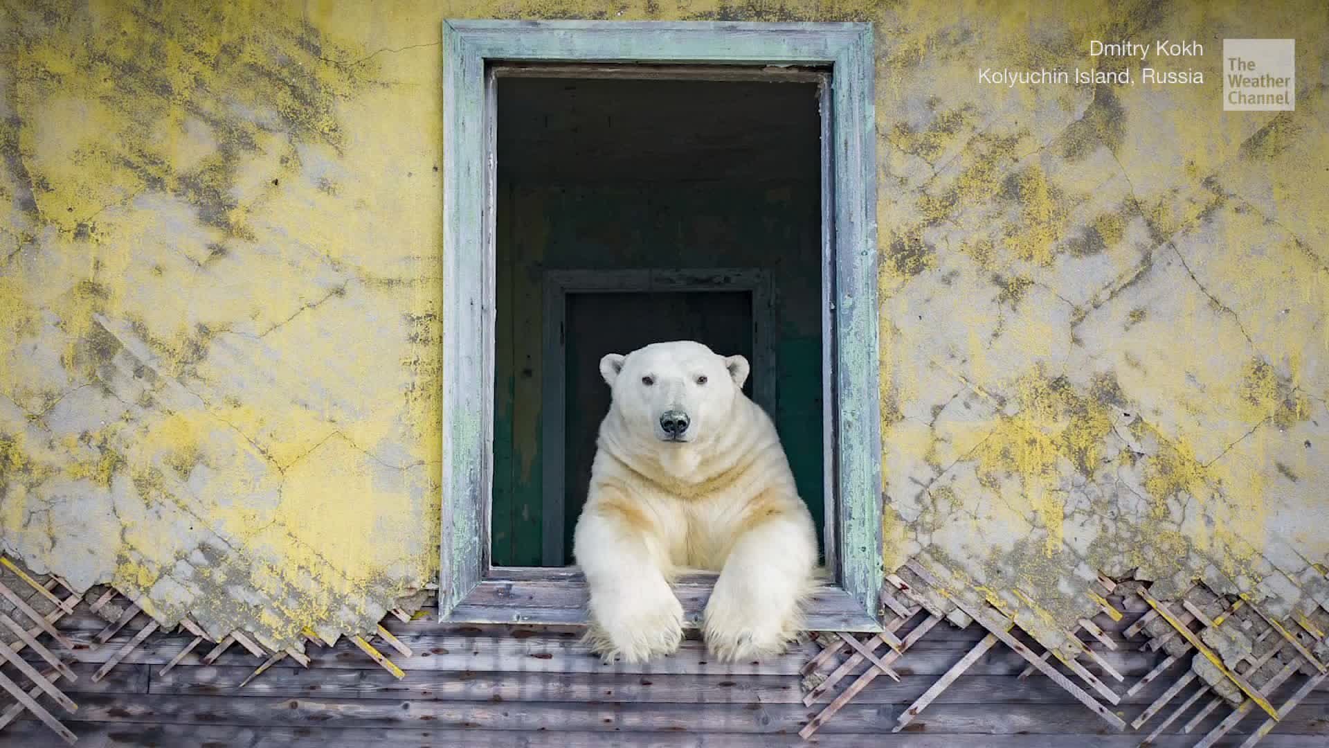 Polar Bears Make Themselves at Home - Videos from The Weather Channel
