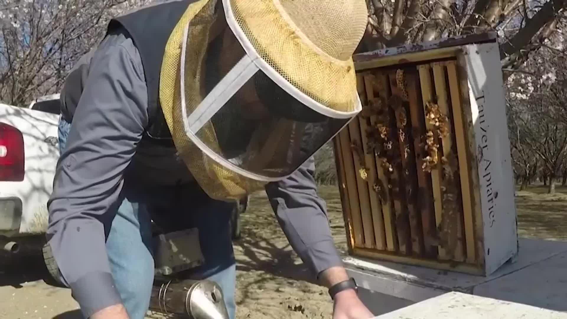 Beehive Heists on the Rise - Videos from The Weather Channel