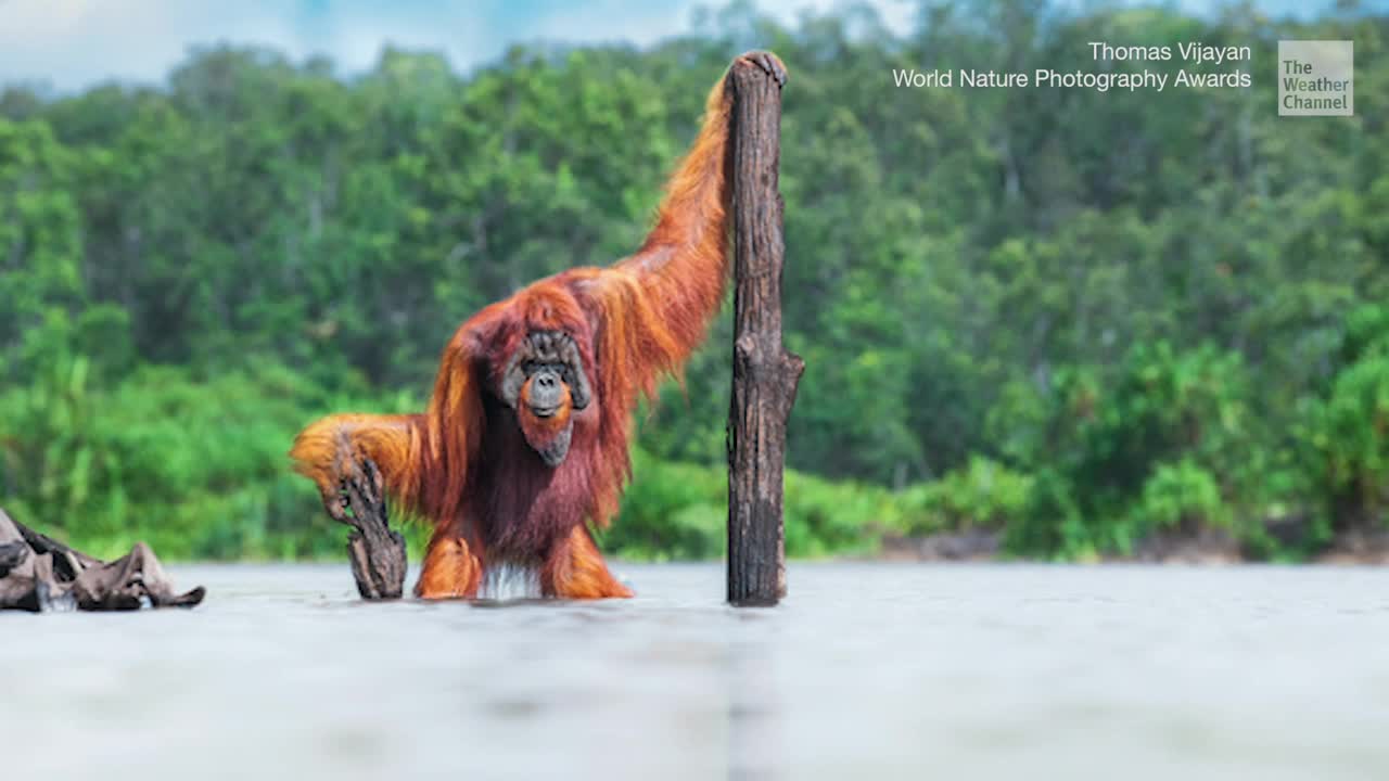 Proof Nature Is Better Than TV - Videos from The Weather Channel