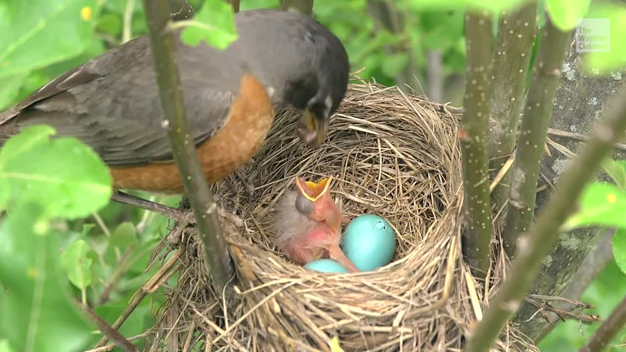 Birds Are Laying Eggs Earlier Each Spring, New Study Finds - Videos ...