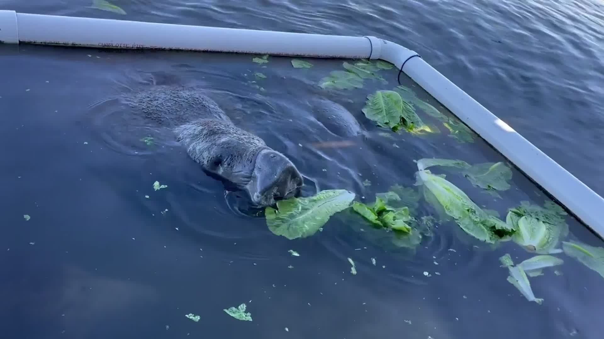 Florida's Plan to Save Manatees Seems to be Working - Videos from The ...