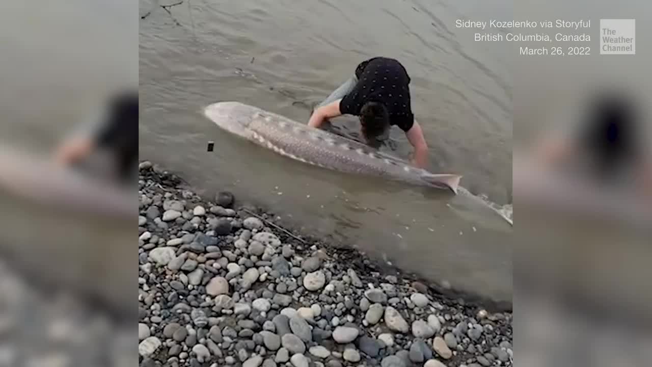 Giant Fish Takes Kayaker for a Ride - Videos from The Weather Channel