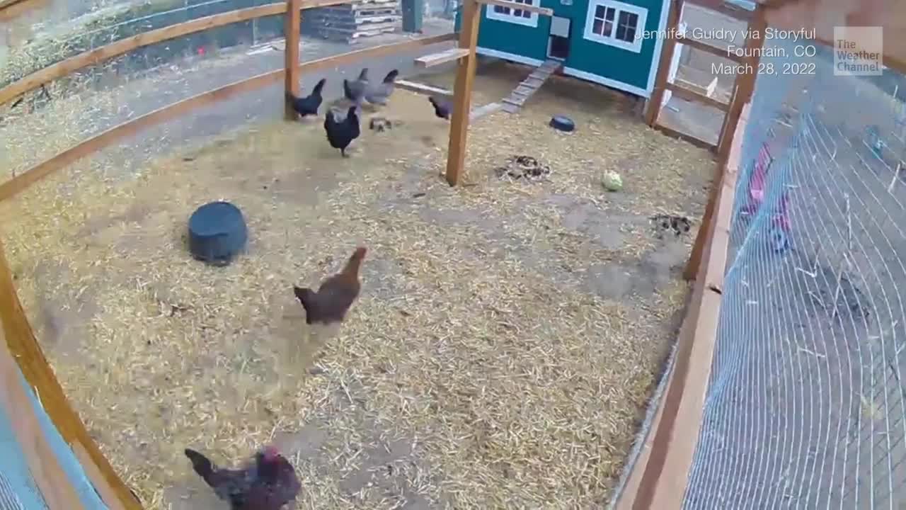 Wild Scene as Dust Devil Scatters Chickens - Videos from The Weather ...