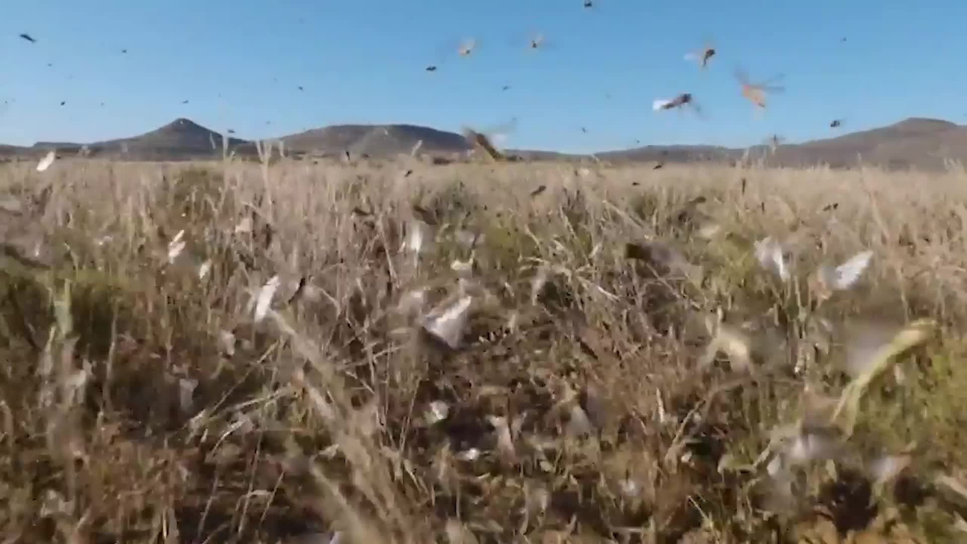 Rain Triggers Massive Locust Infestation in South Africa - Videos from ...