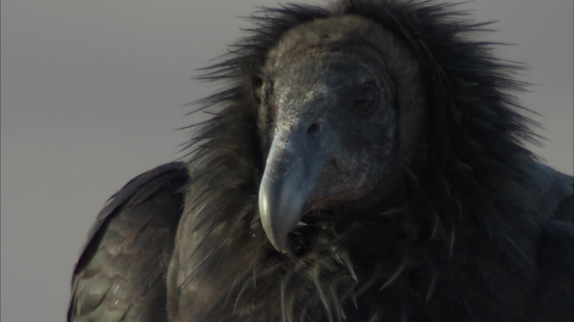 California Condors to Return to Pacific Northwest for First Time in 100 ...