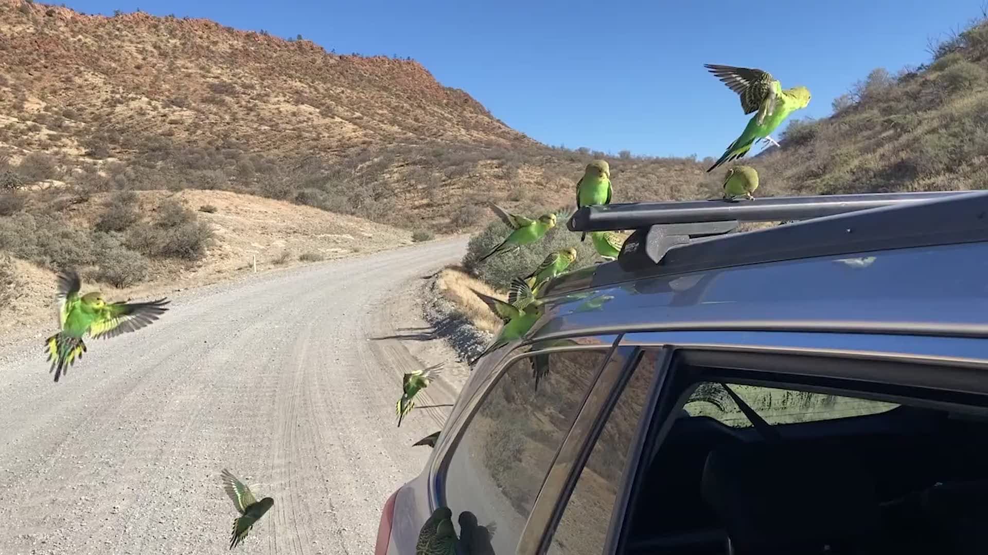 Watch the Birdies as They Surround Car - Videos from The Weather Channel