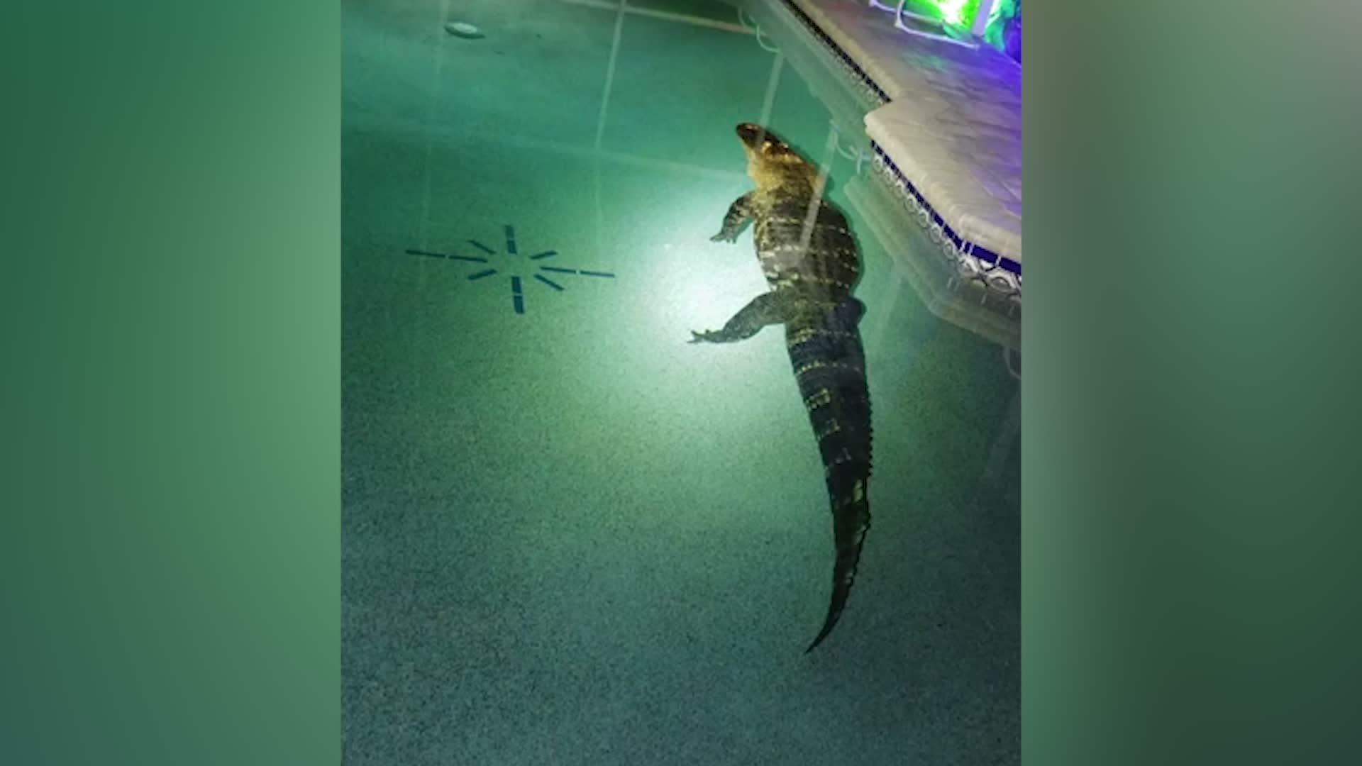 Giant Gator in Pool Surprises Florida Family - Videos from The Weather ...