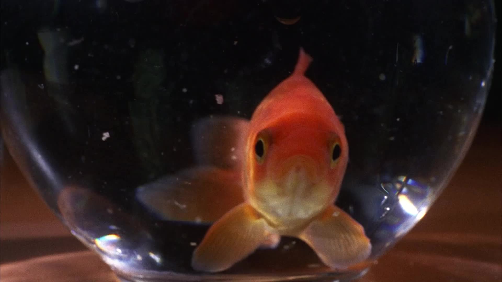 Danger of Releasing Your Pet Goldfish Into the Wild - Videos from The ...