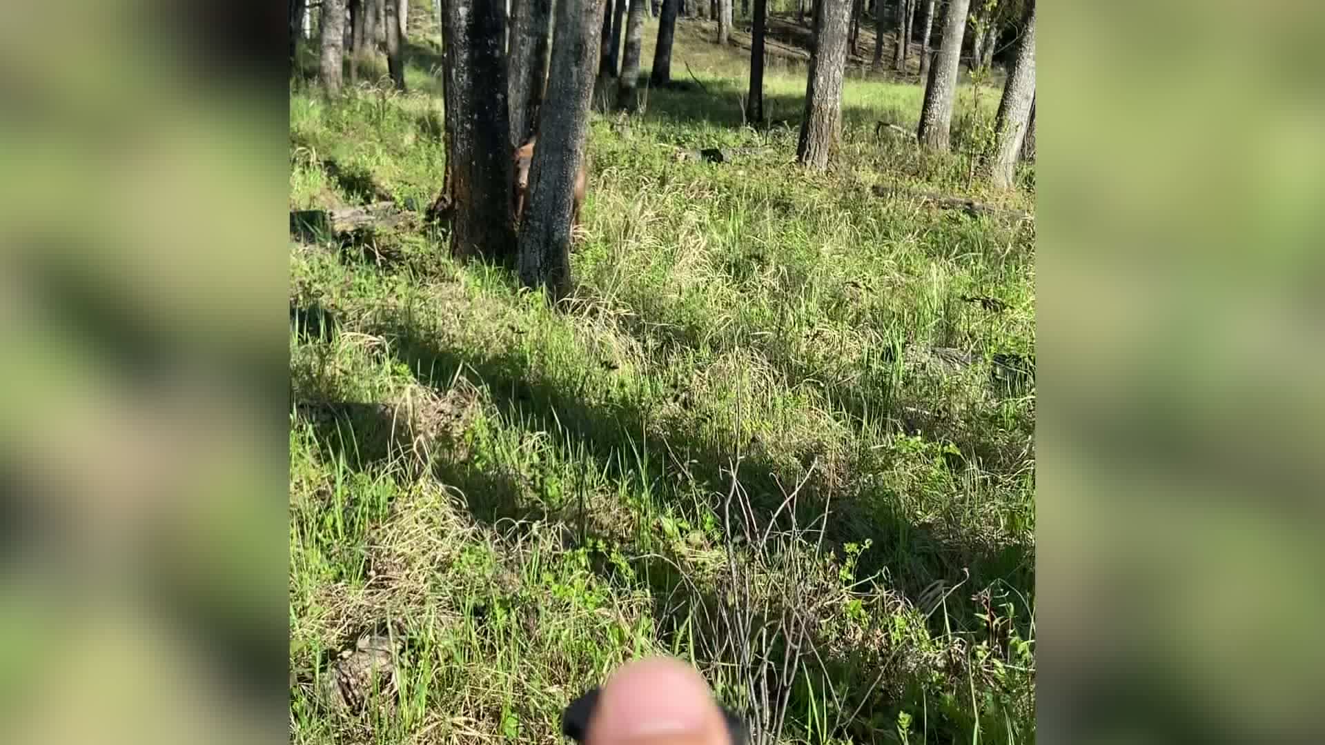 Relentless Bear Stalks Photographer in Saskatchewan - Videos from The ...