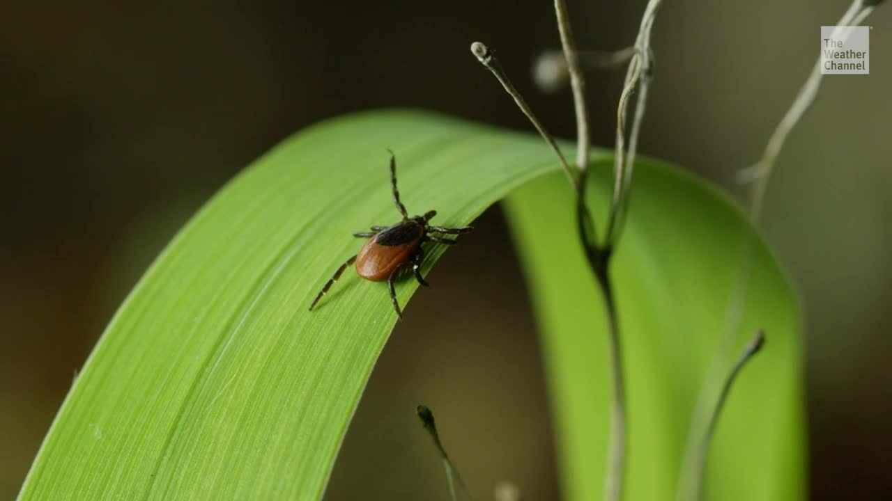 Lyme Disease More Prevalent Than Thought - Videos from The Weather Channel