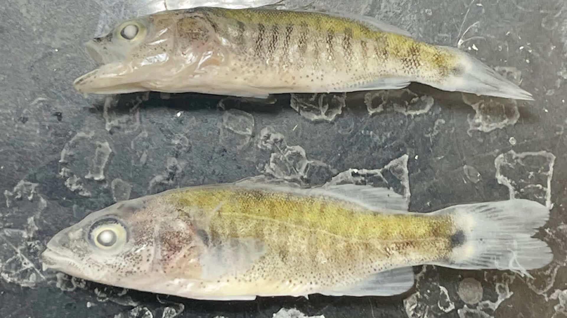 Predator Escapes Into Lower Colorado River, Threatens Endangered ...