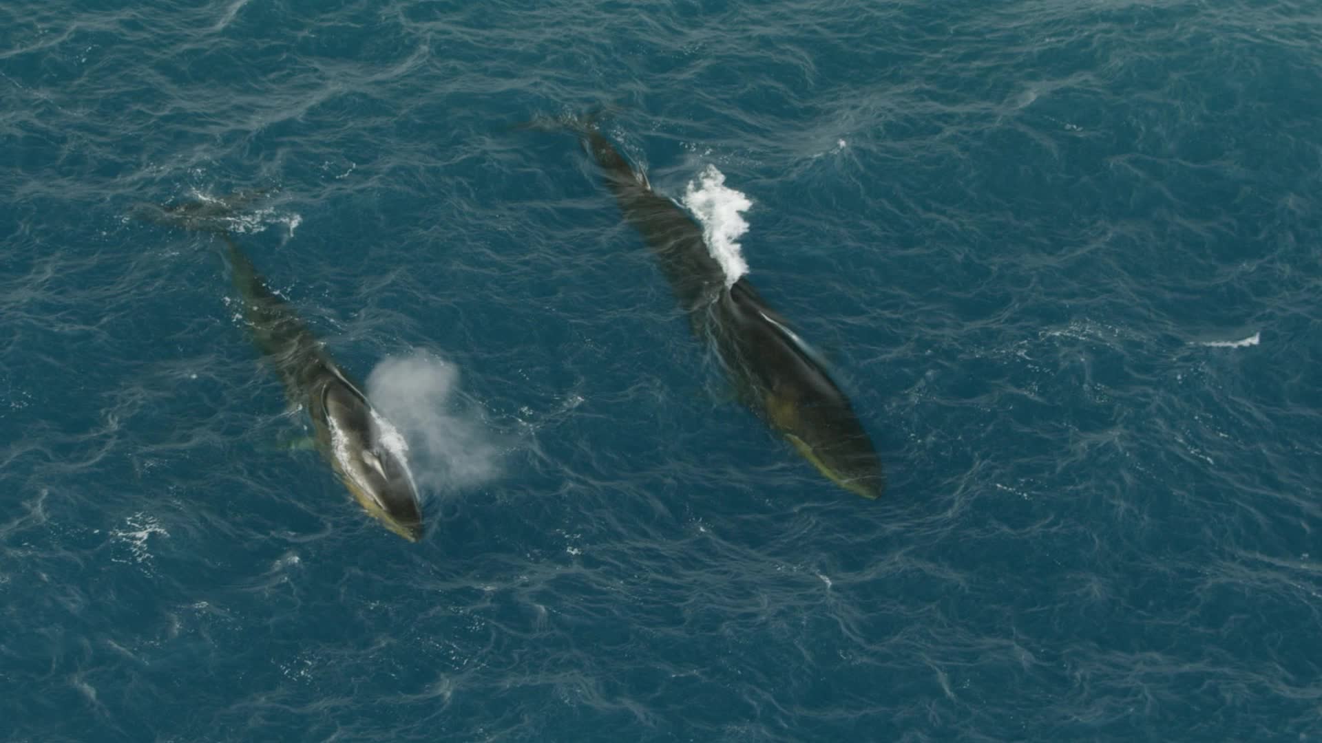 Fin Whales Back From Brink of Extinction - Videos from The Weather Channel