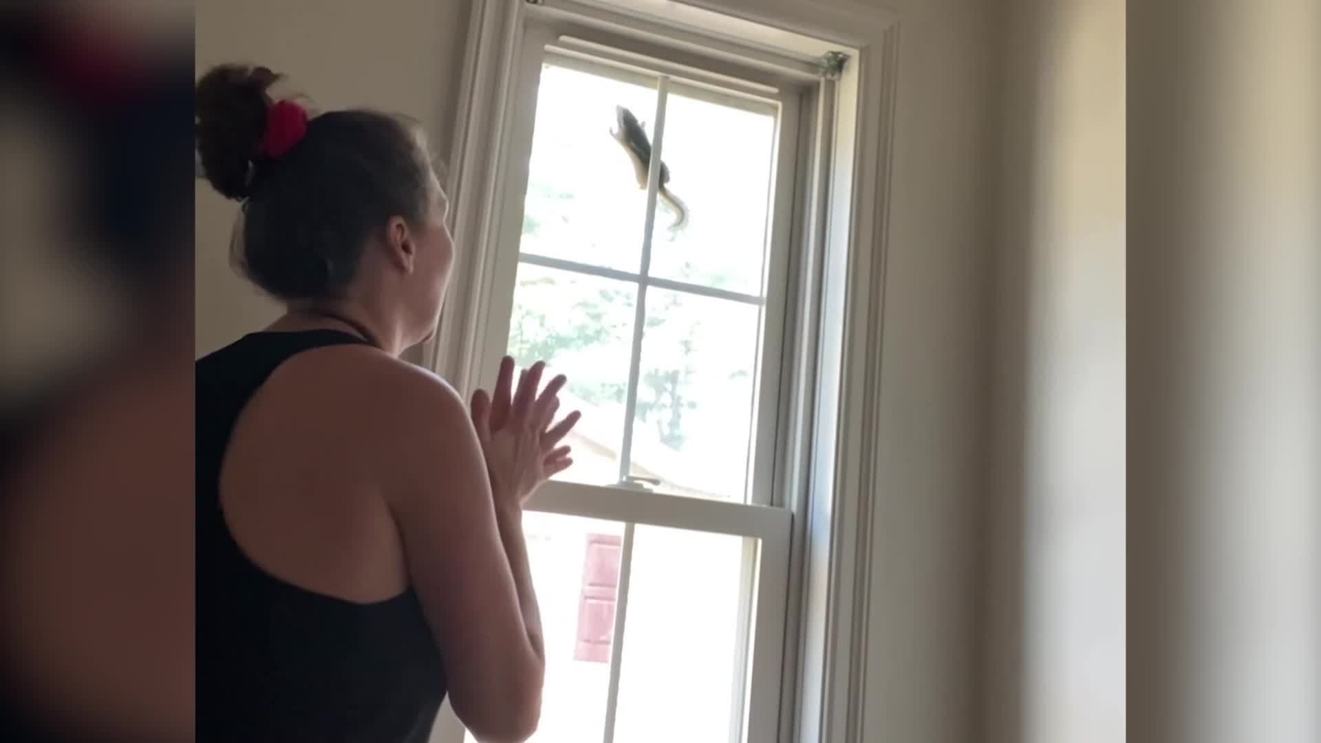 “If I Scream, Everything Is Fine”: Hilarious Chipmunk Encounter Caught On Camera - Videos from ...