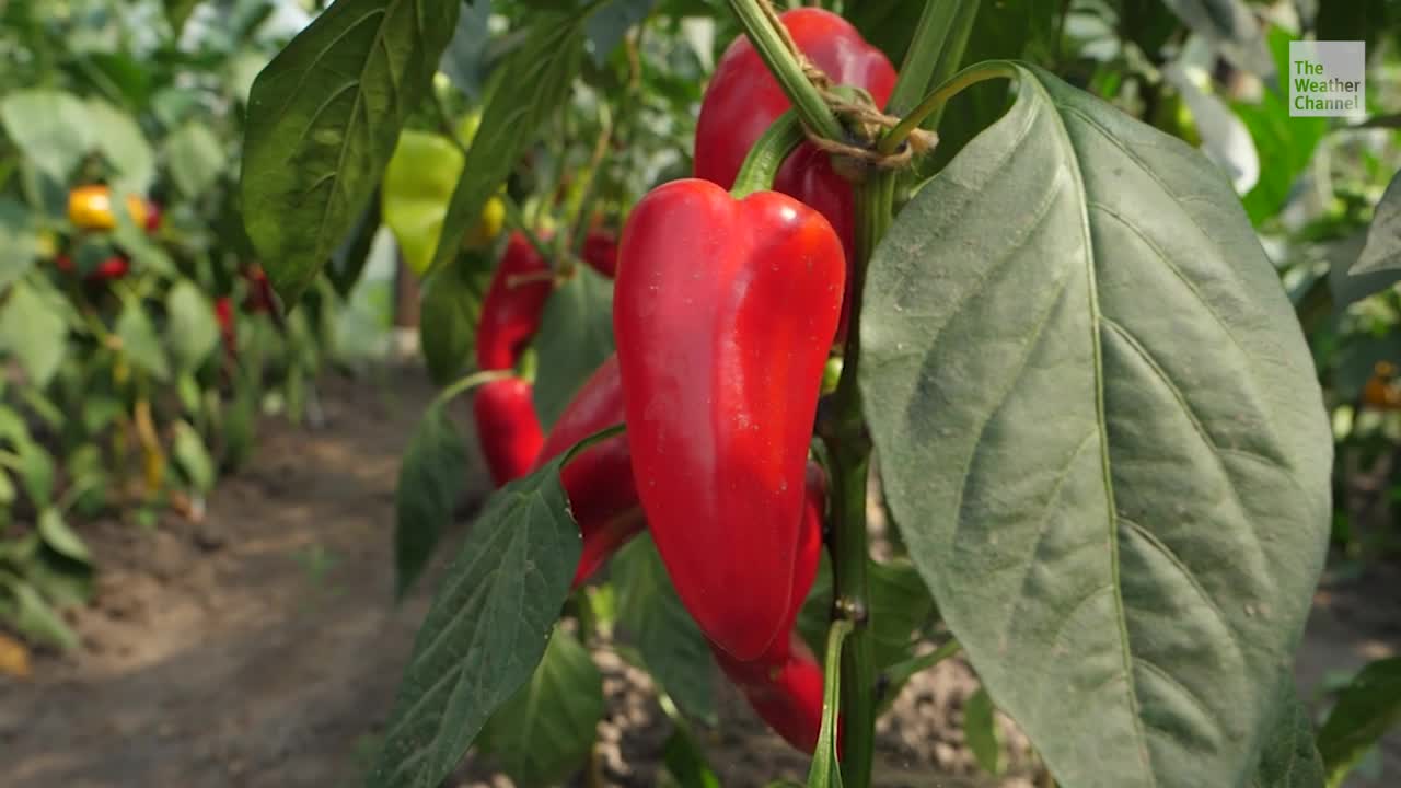 This Crop Actually Benefits From Heat, Drought - Videos from The ...