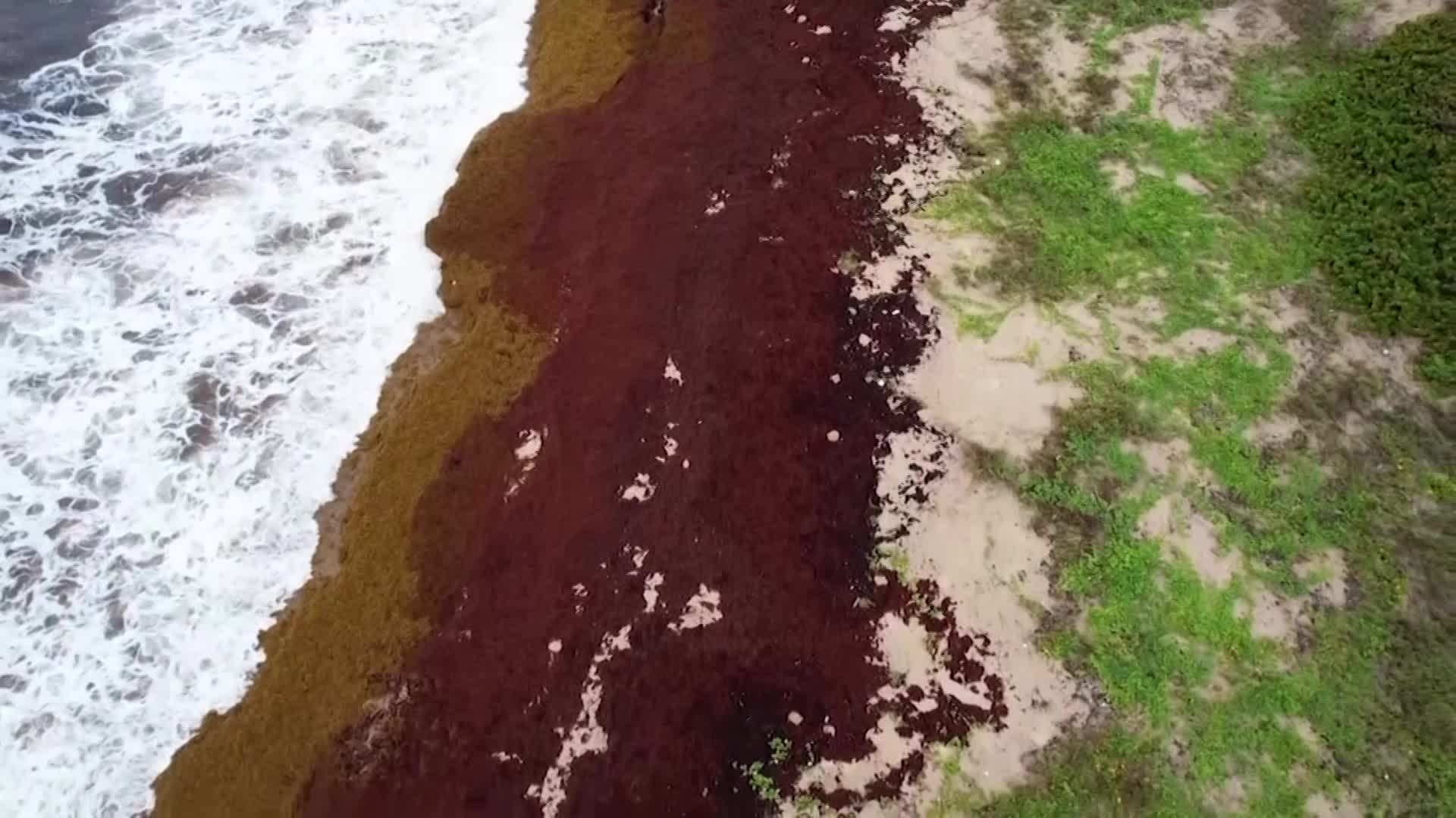 Caribbean Coasts Coated With Stinky Seaweed - Videos from The Weather ...