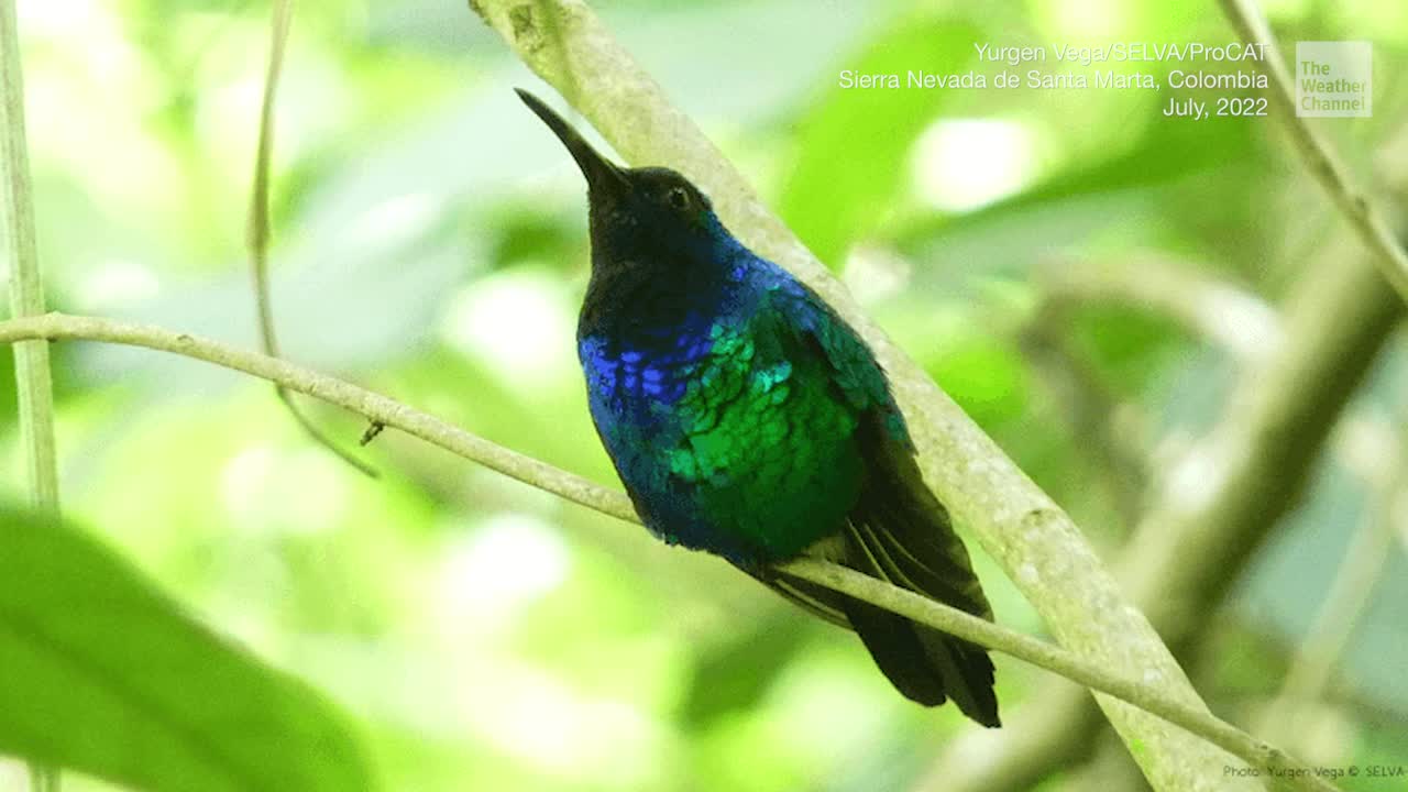 Large, Elusive Hummingbird Re-Emerges - Videos from The Weather Channel