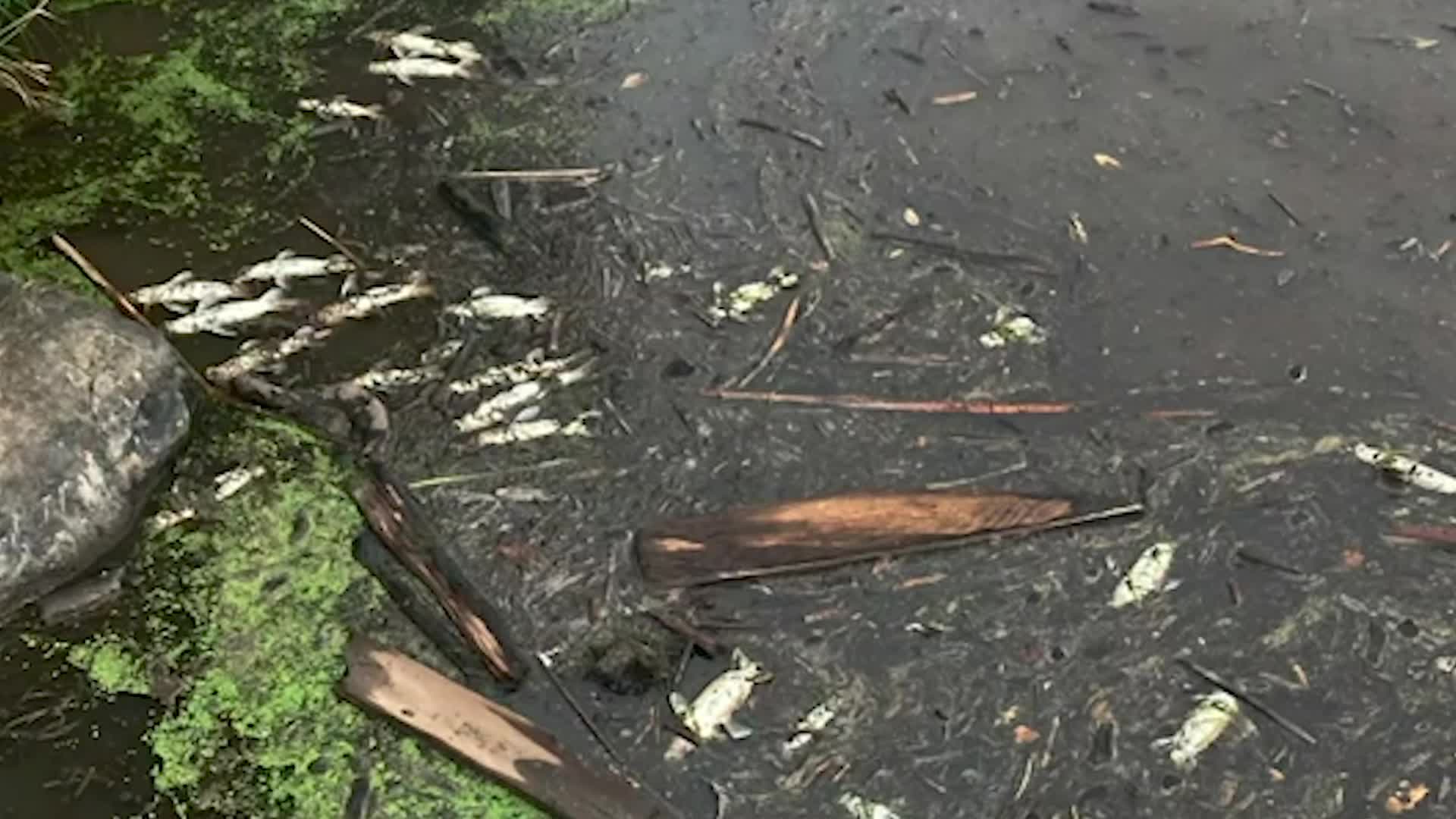Wildfire Kills Large Number Of Fish - Videos from The Weather Channel