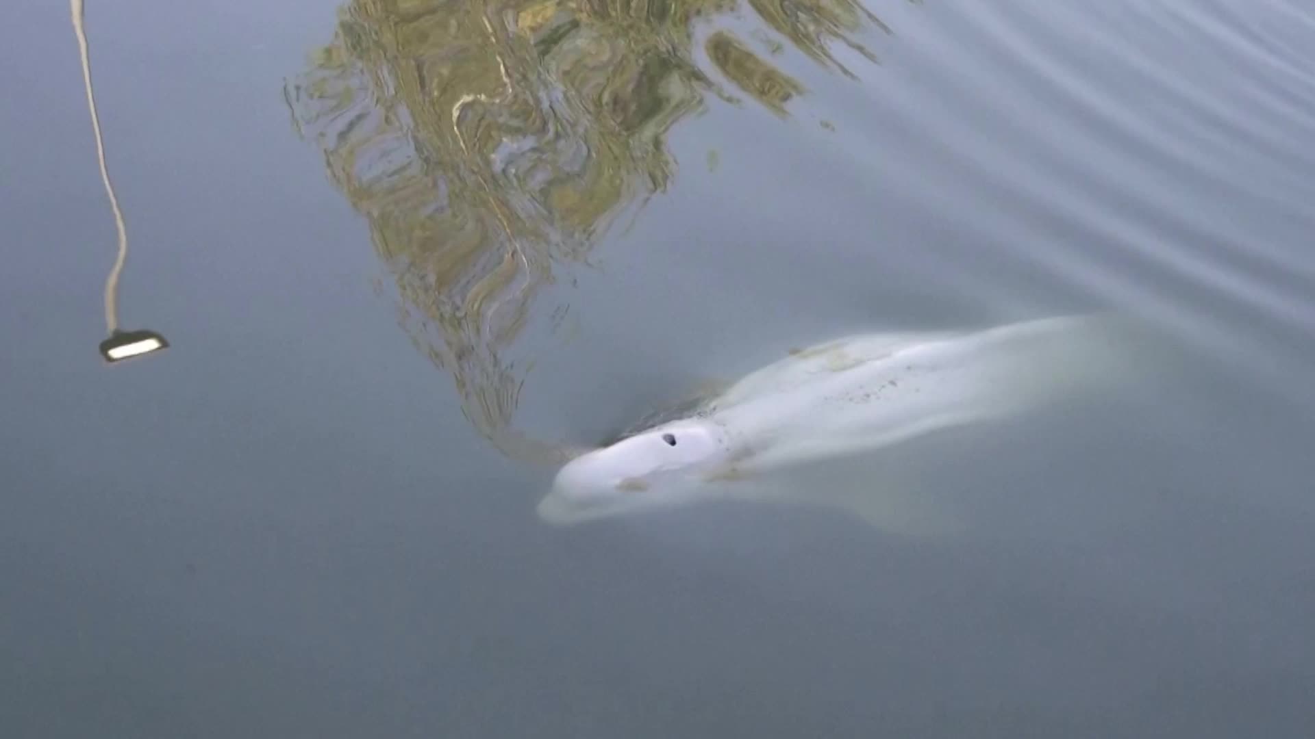 Beluga Whale Dies During Rescue Outside Of Paris - Videos from The ...