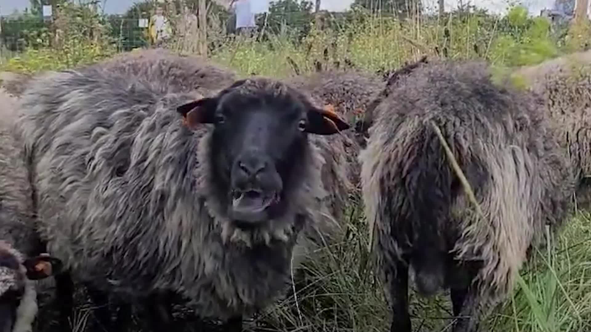 15 Sheep Replace Gas Mowers In City - Videos from The Weather Channel