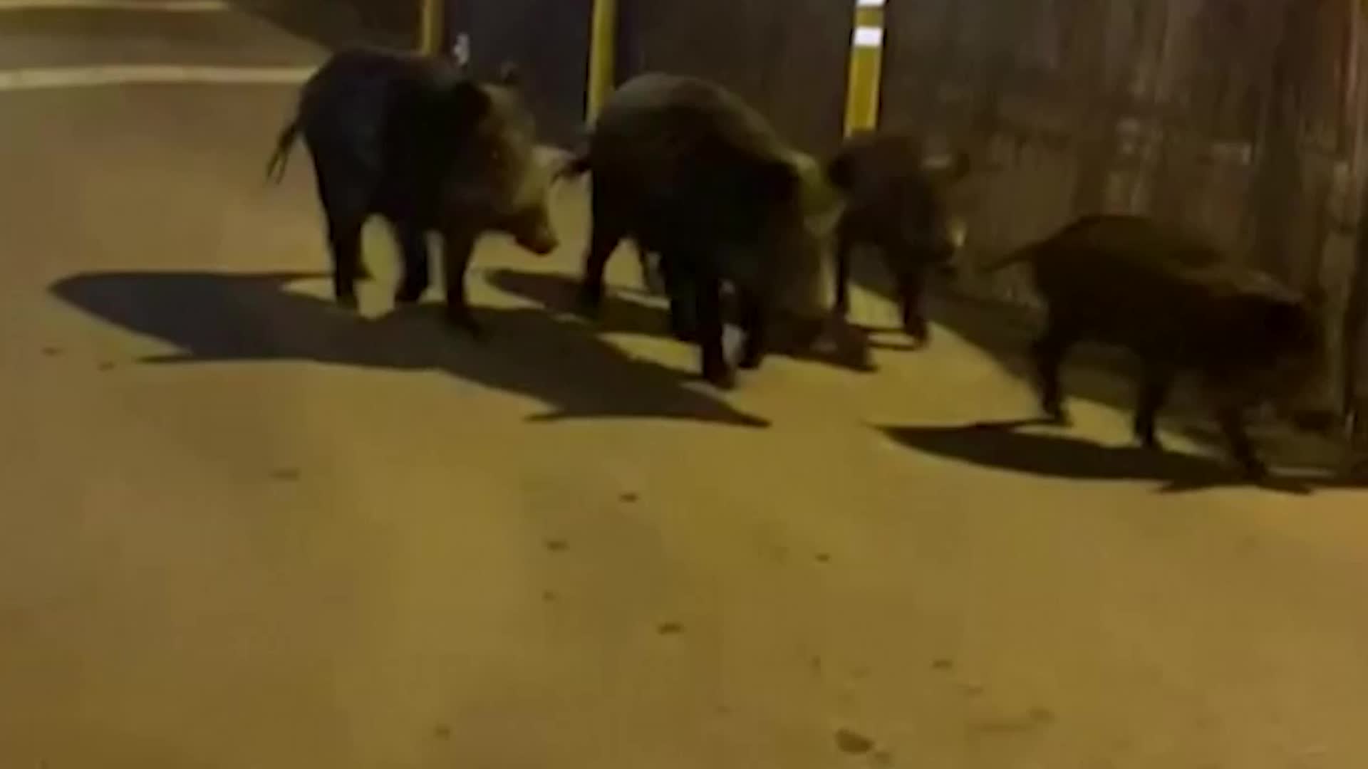 Wild Boars Rampage Through Barcelona - Videos from The Weather Channel