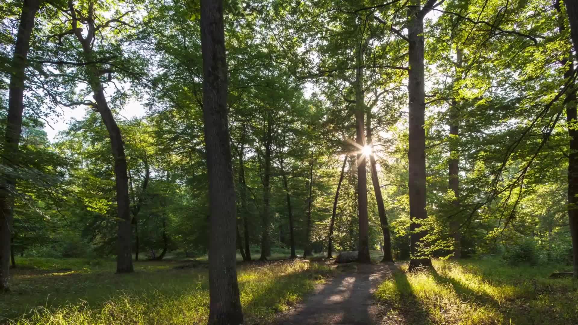 Up To 135 U.S. Tree Species Could Face Extinction, Eight Are Protected ...