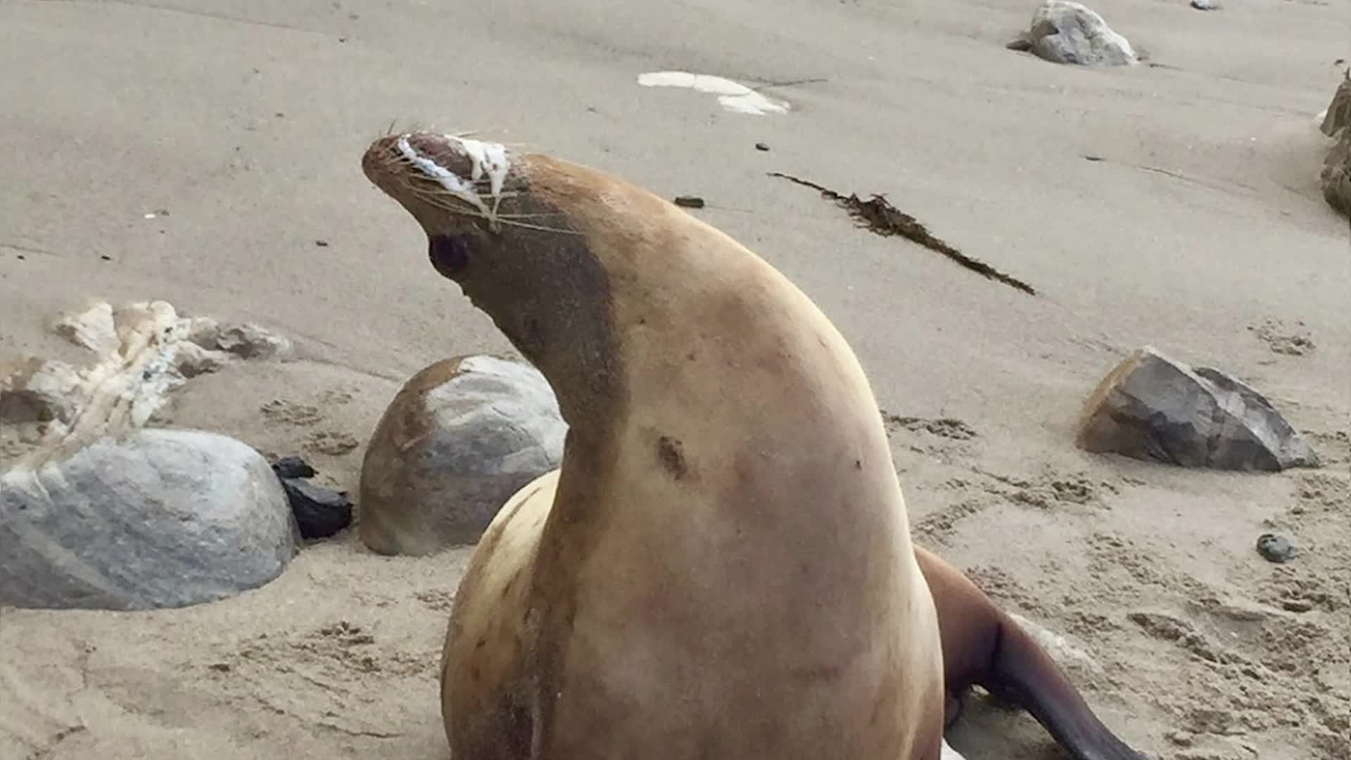 Why Up To 100 Sick Seals Are Reported Daily In California - Videos from ...