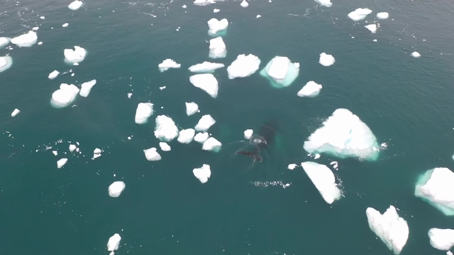 Melting Greenland Ice Sheet Will Bring 10-Plus Inches Of Sea Level Rise ...