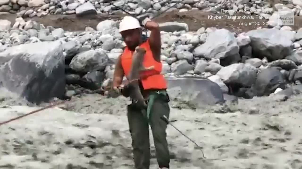 Daring Animal Rescue Amid Deadly Pakistan Flooding - Videos from The ...