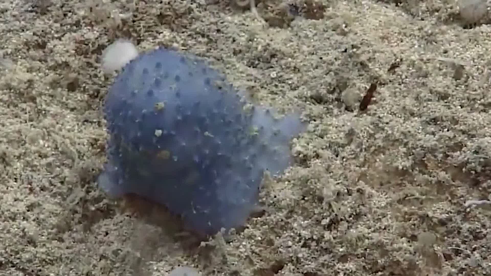 Puzzling ‘Blue Goo’ Found On Ocean Floor - Videos from The Weather Channel