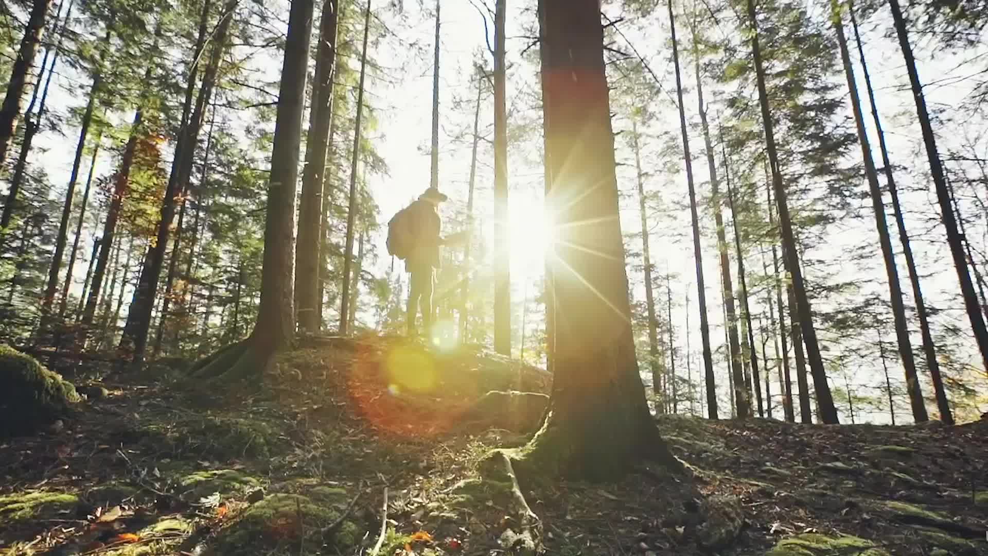 Can A Forest Walk Improve Your Well-Being? - Videos from The Weather ...