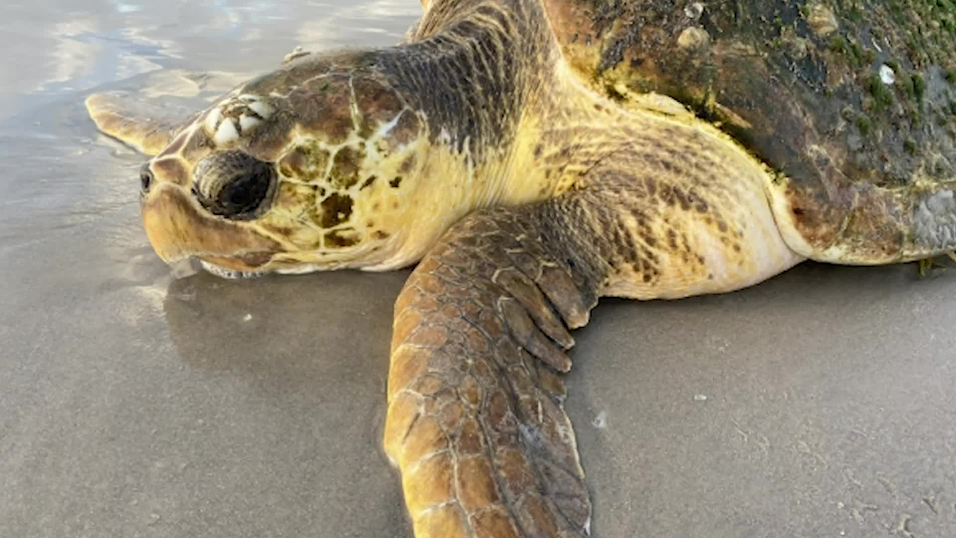 Record Number Of Loggerheads Stranded - Videos from The Weather Channel