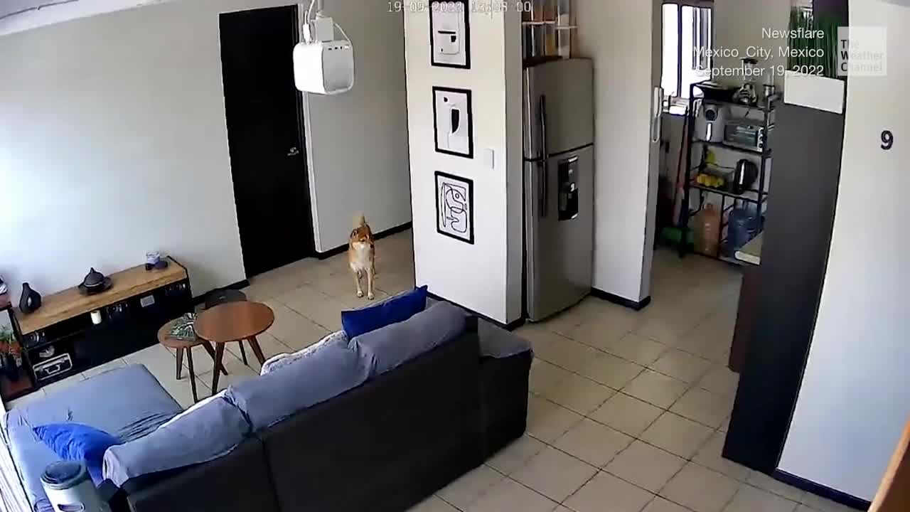 Quake Sends Dog Into Tizzy - Videos from The Weather Channel