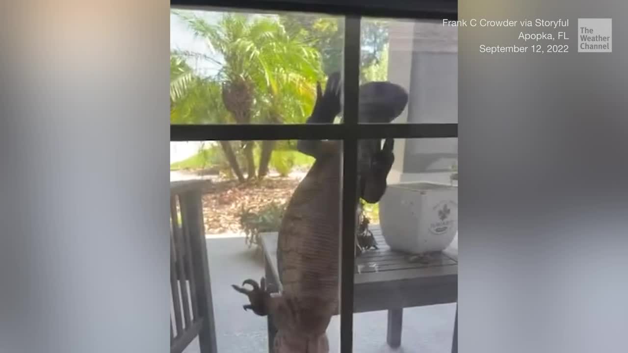 Godzilla Or Lizard? Animal Climbs Up Florida Home - Videos from The ...