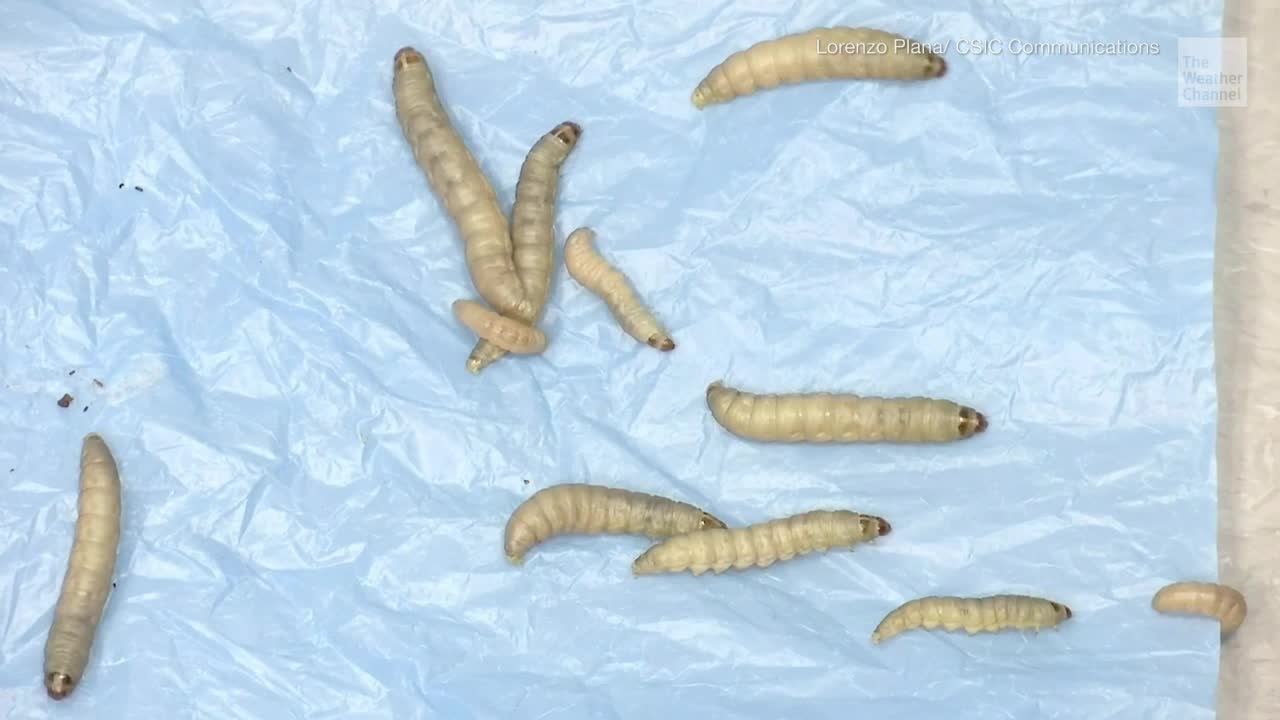 Worm Spit Fights Plastic Pollution - Videos from The Weather Channel