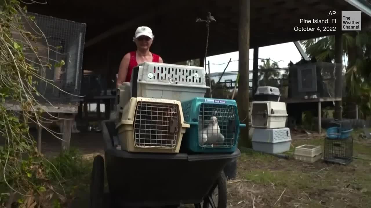 They Saved 275 Stranded Parrots - Videos from The Weather Channel