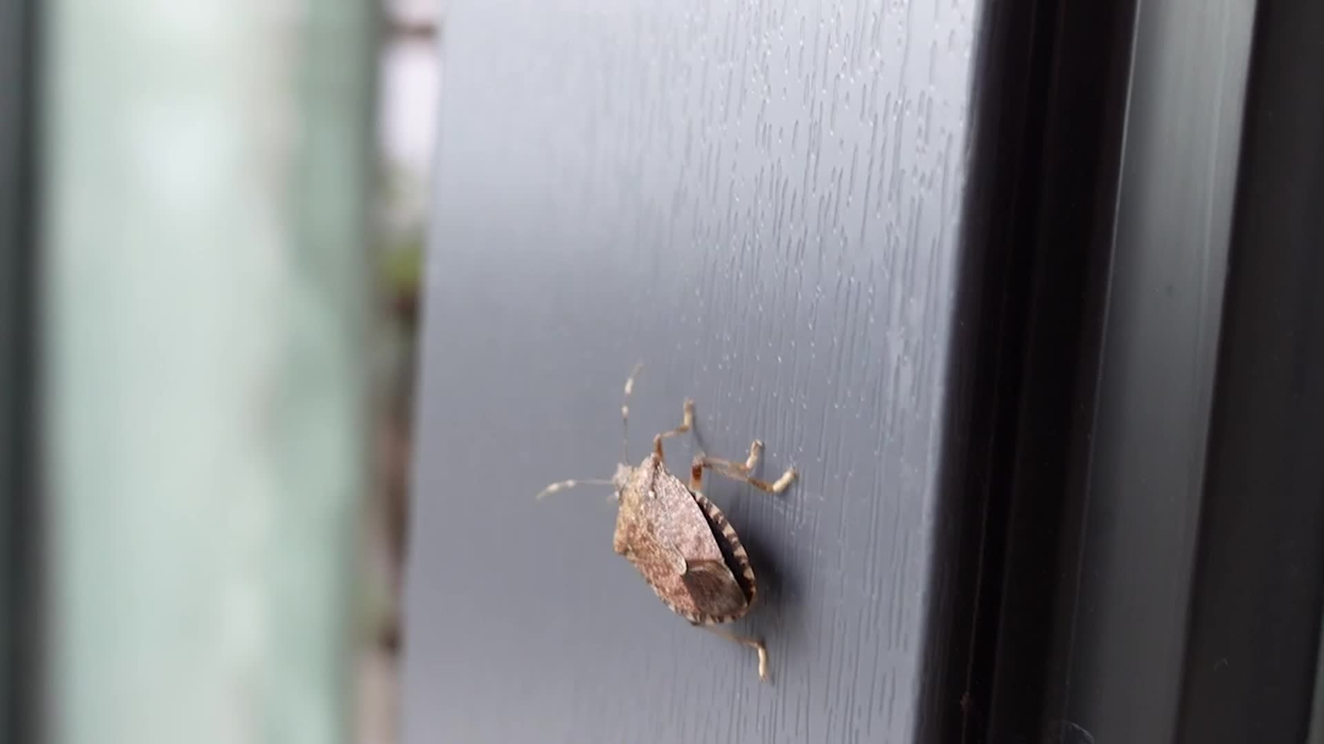 Stink Bugs Could Become More Widespread - Videos from The Weather Channel