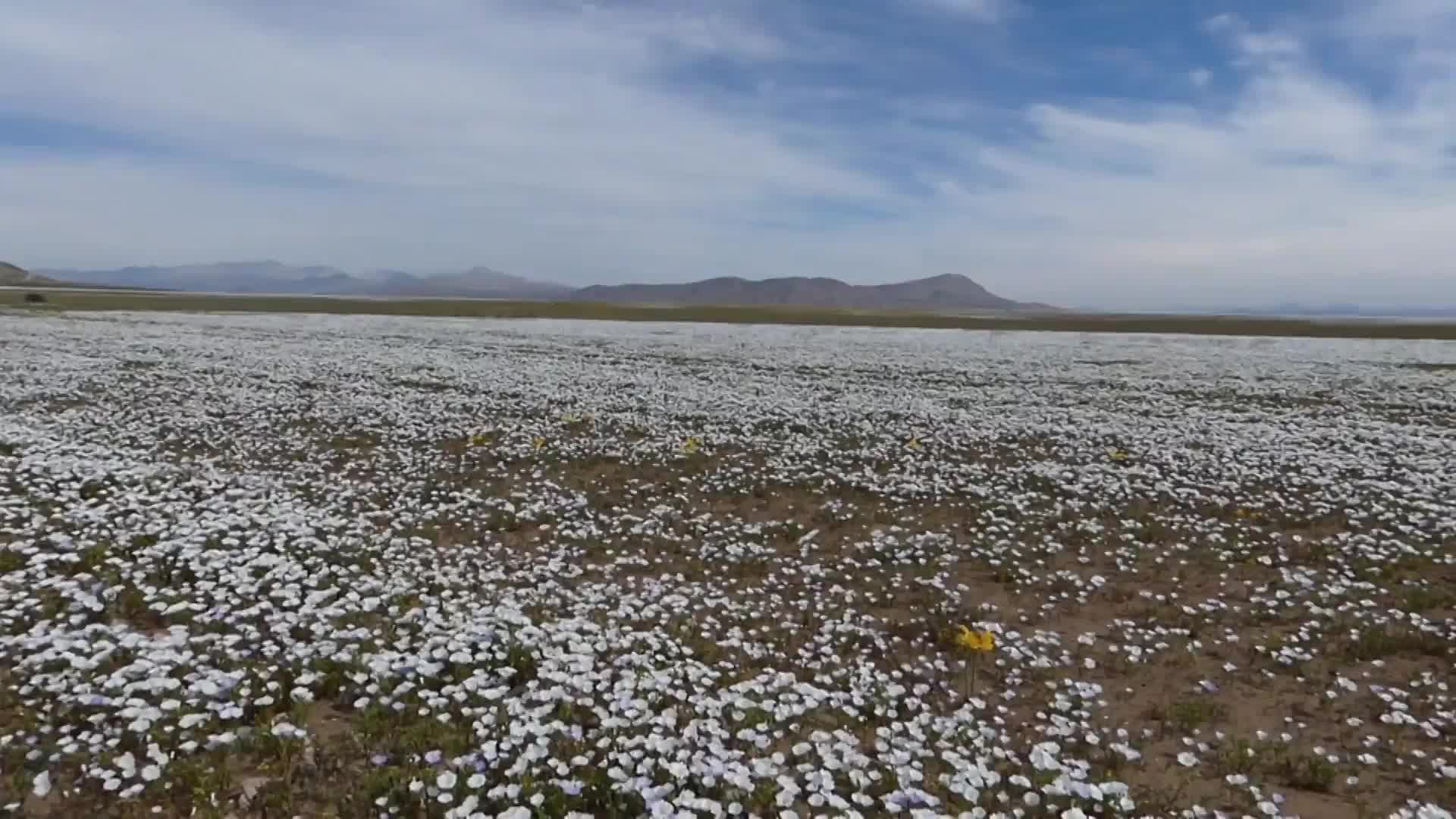El desierto de Atacama está en plena floración - Videos de The Weather ...