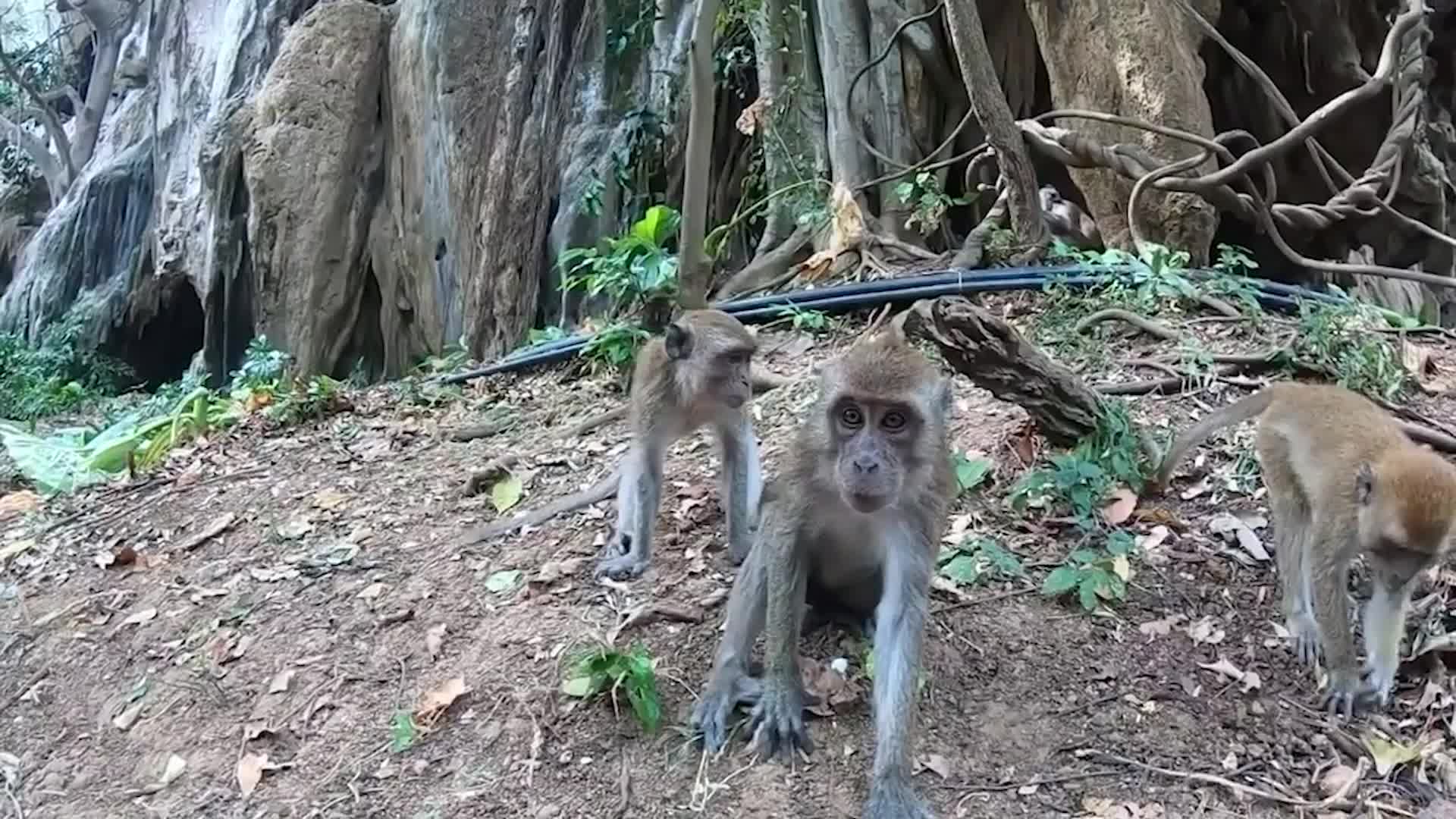 Lemurs, Monkeys Being Forced Out Of Trees - Videos from The Weather Channel