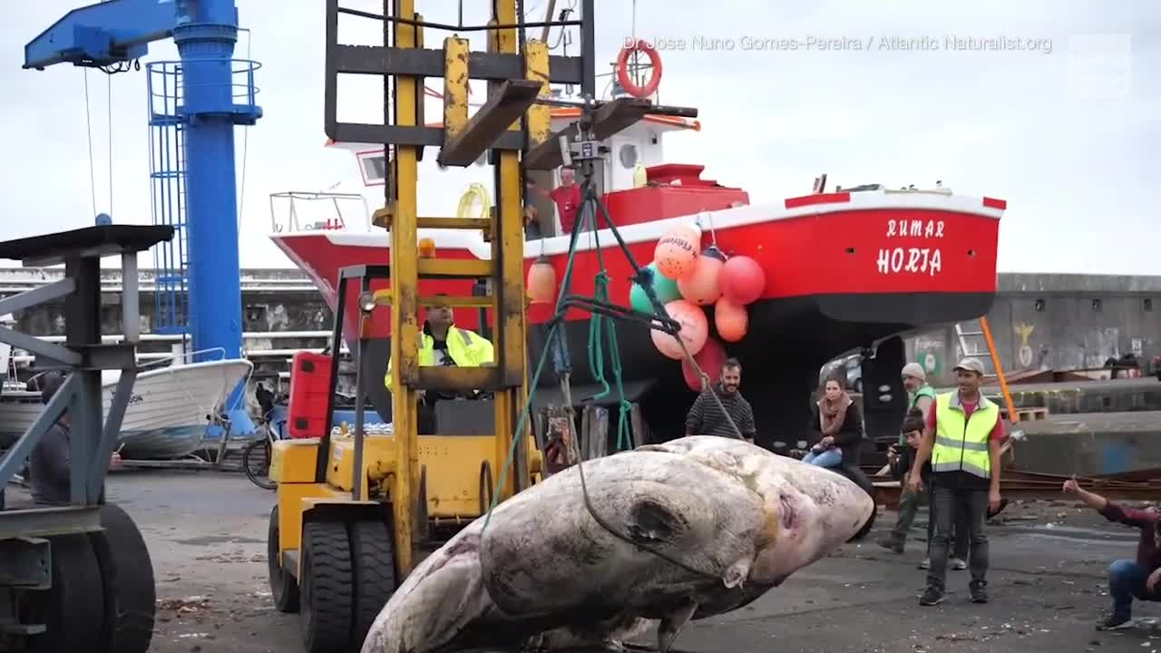 This May Be The Heaviest Sunfish Ever - Videos from The Weather Channel