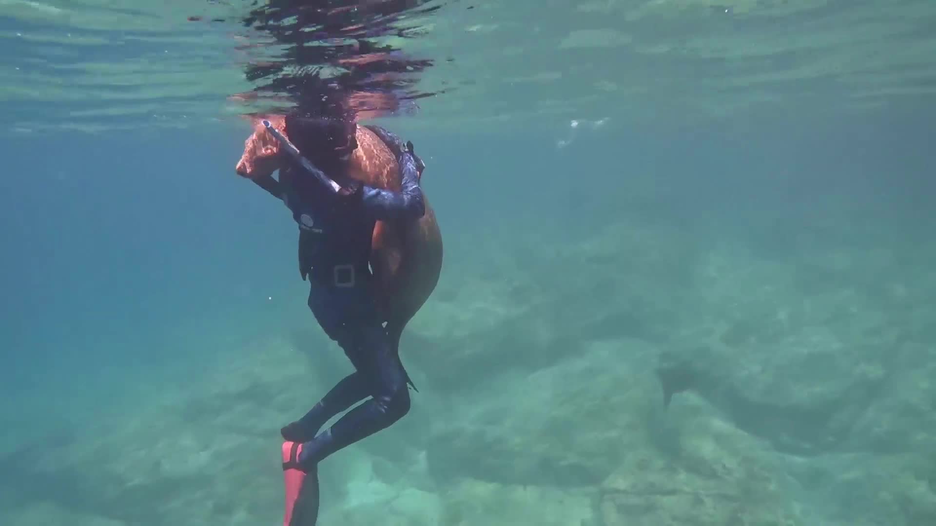 Mira cómo un león marino abraza a buceador - Videos de The Weather Channel