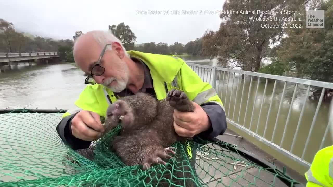 Rescued From a Pile Up Debris Surrounded By Flooding - Videos from The ...