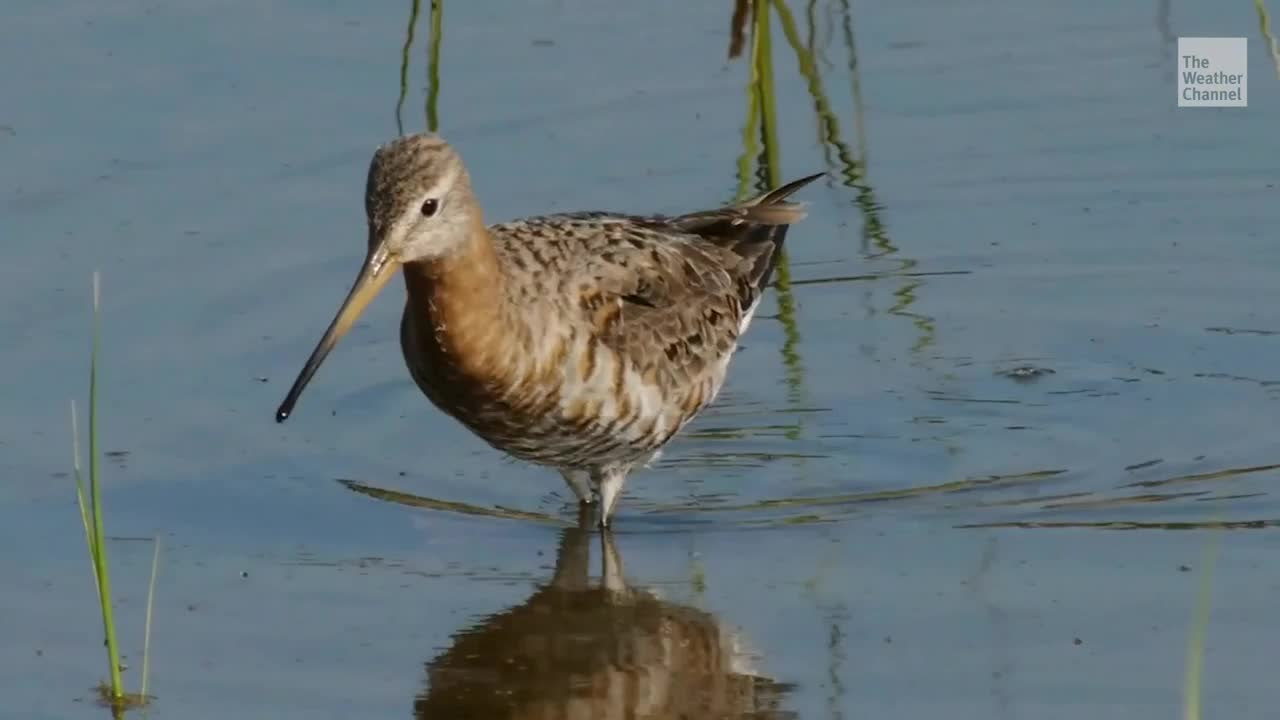 Bird's Nonstop Flight Of More Than 8,400 Miles In 11 Days - Videos from ...