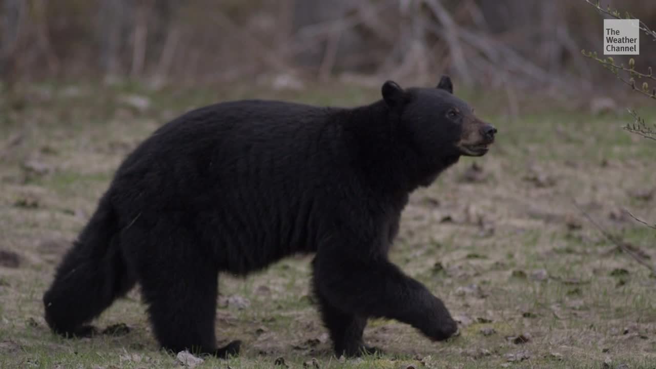 National Park Closes Over Hungry Bears - Videos from The Weather Channel
