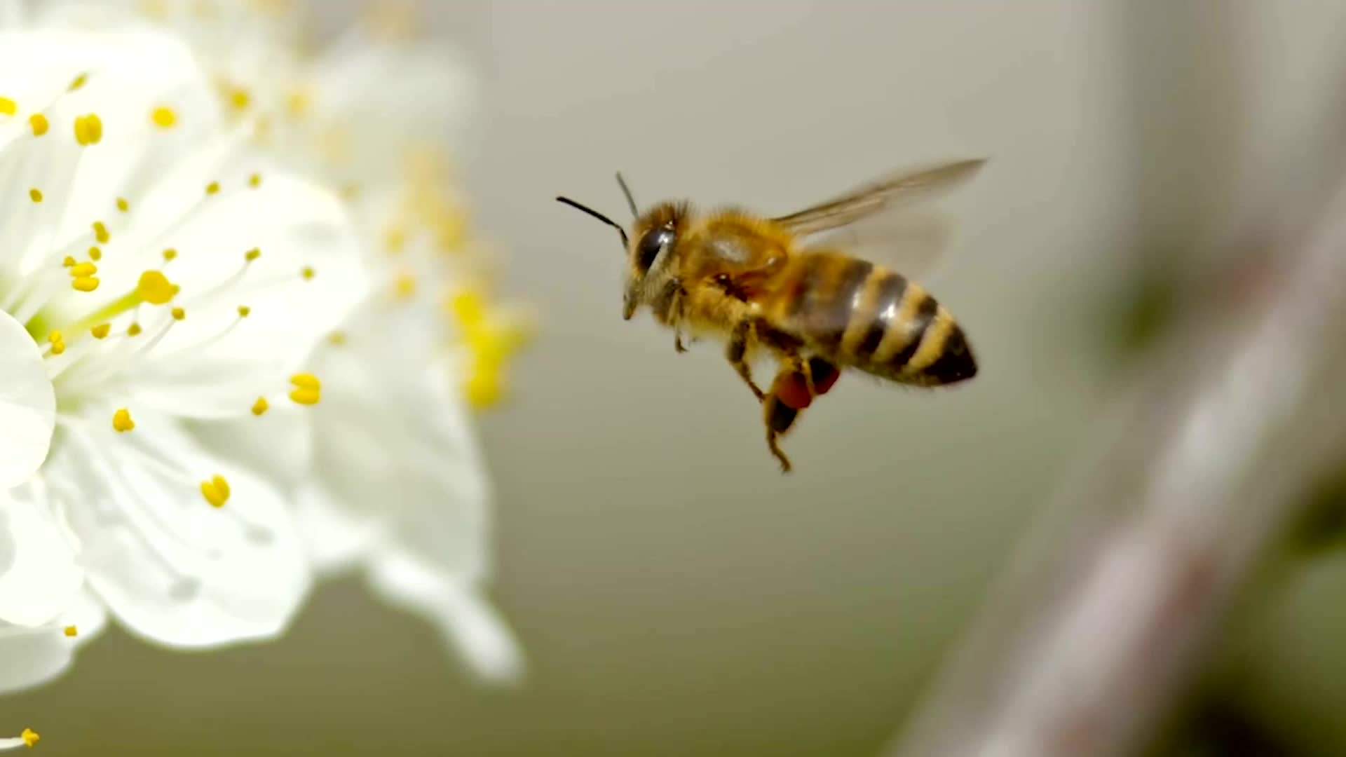 Honeybee Swarms Electrify The Atmosphere - Videos from The Weather Channel