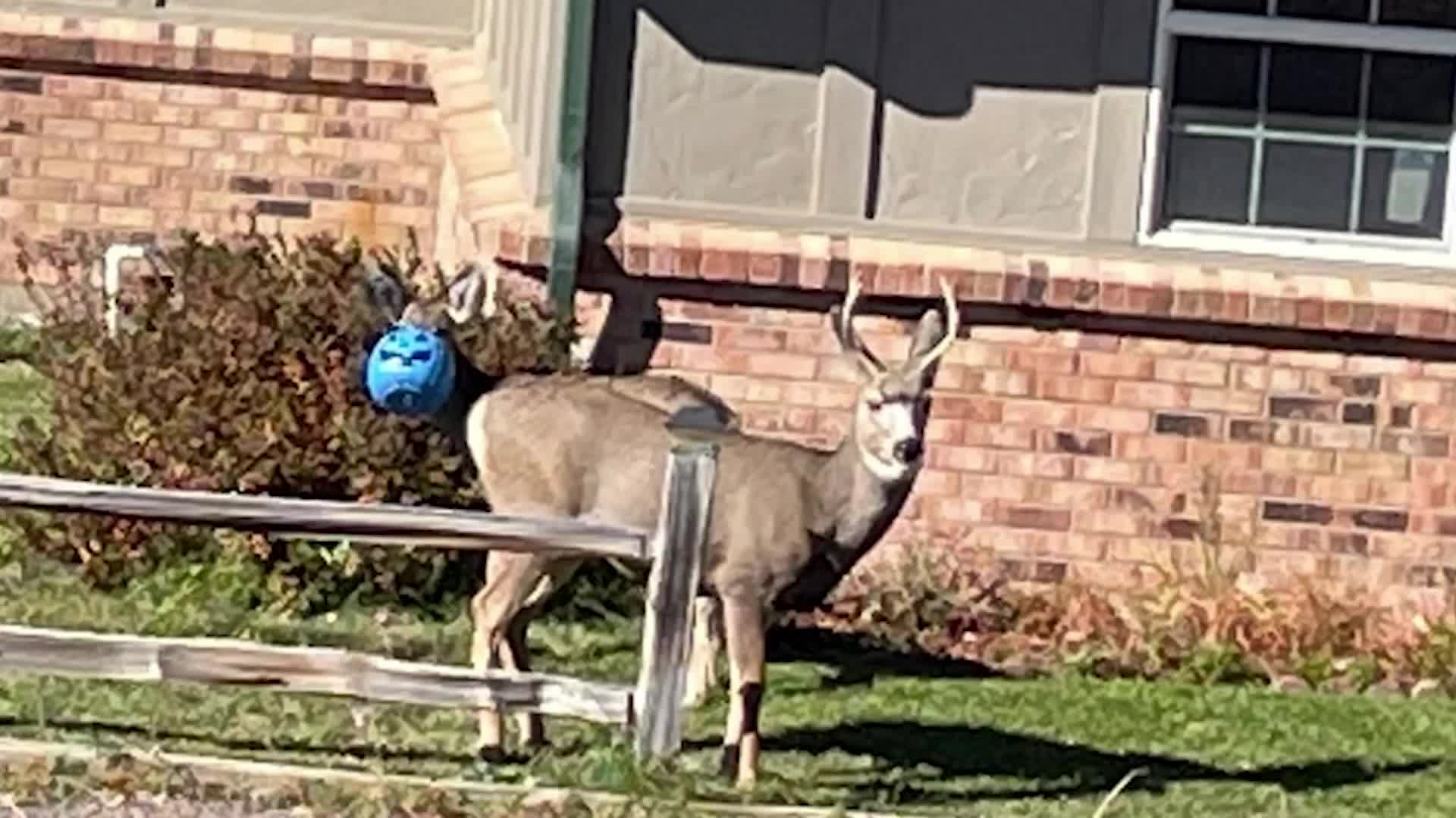 Deer Gets Stuck In Plastic Pumpkin - Videos from The Weather Channel