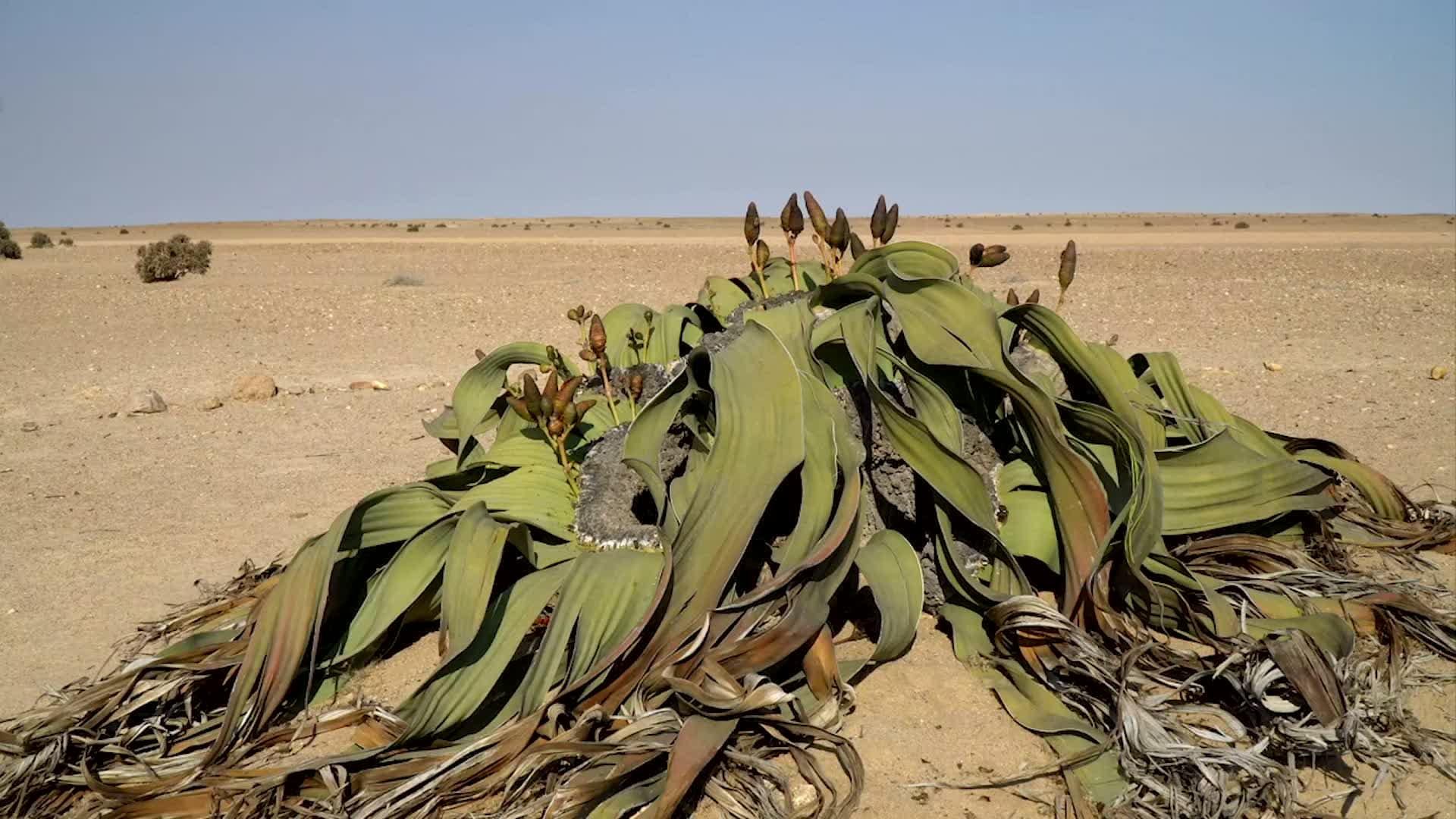 The Plant That Never Dies - Videos from The Weather Channel