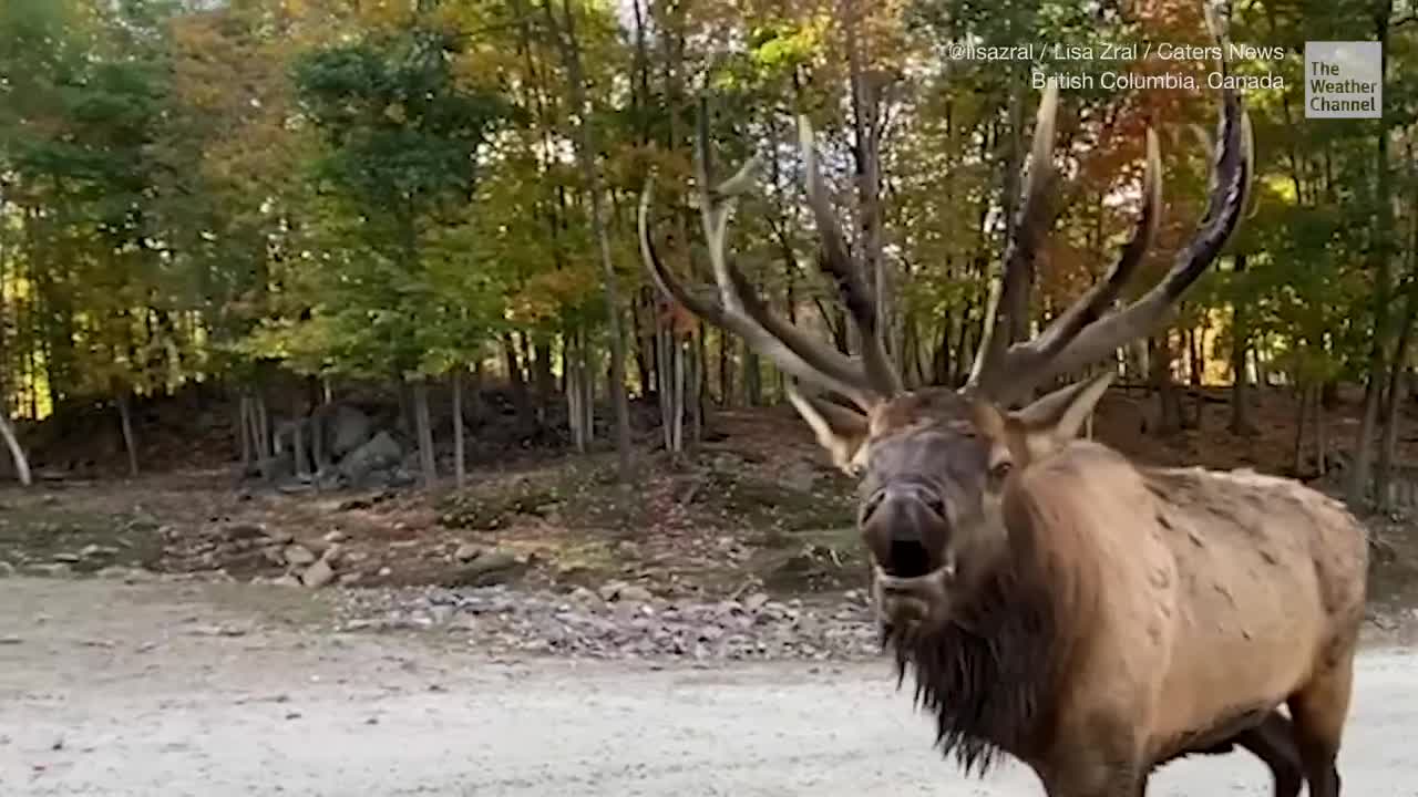 Elk Screams At Driver Without Snacks - Videos from The Weather Channel