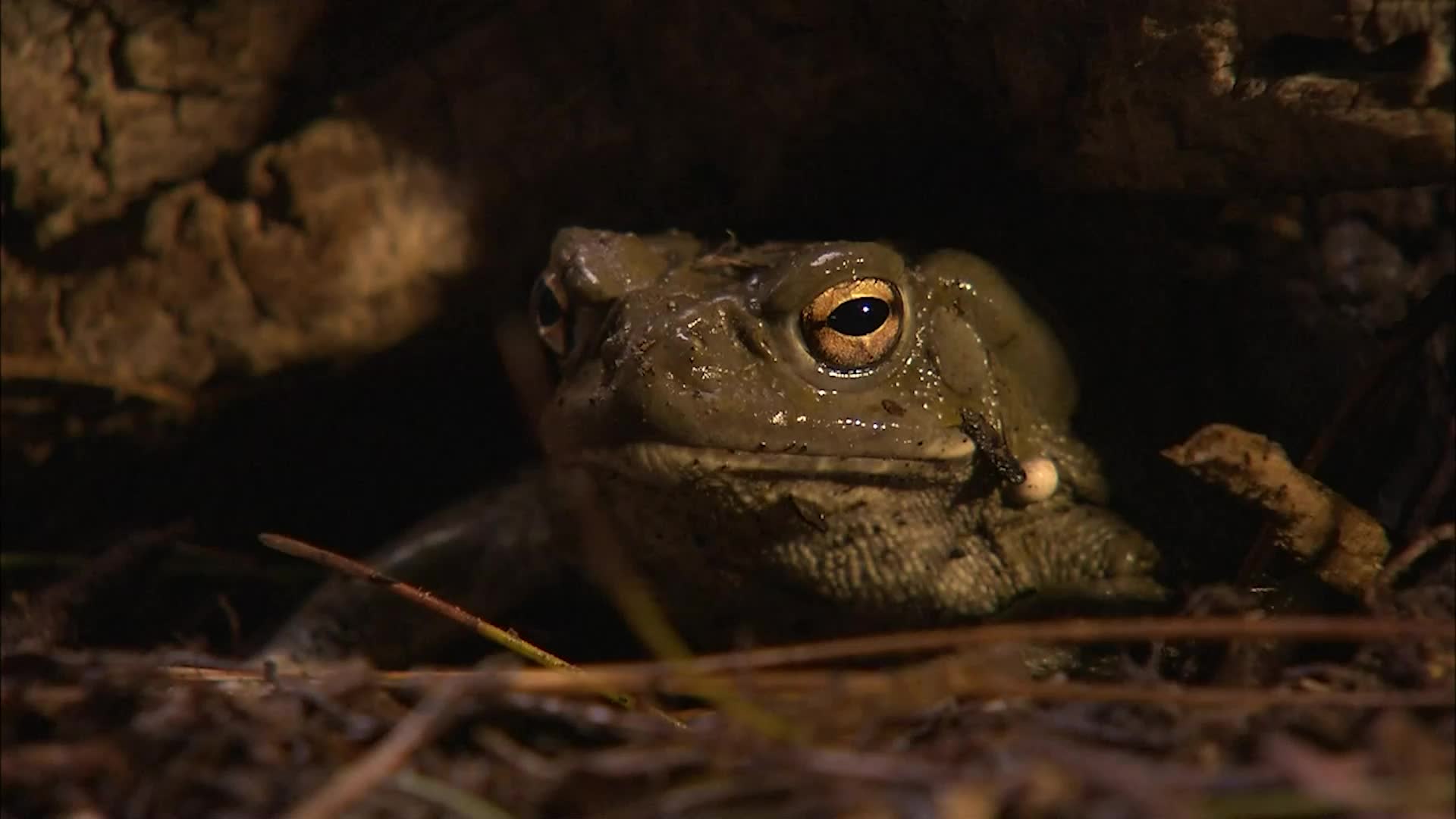 Don’t Lick This Psychedelic Toad - Videos from The Weather Channel